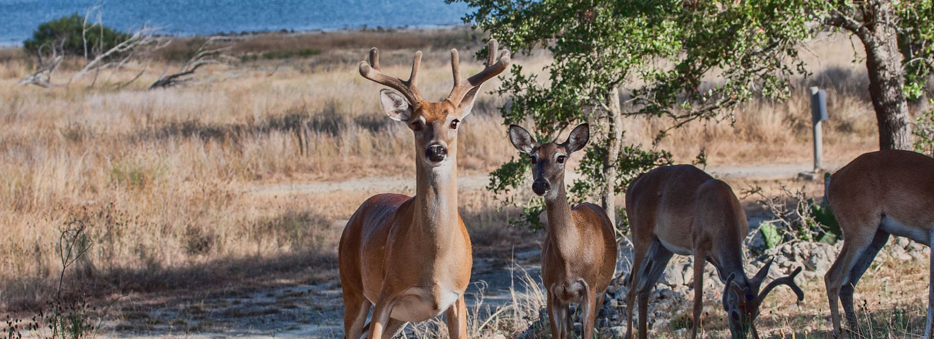 Wildlife - Lake Pointe RV and Condo Resort